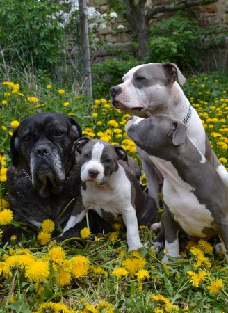 Společné fotky :: Rexigo kennel